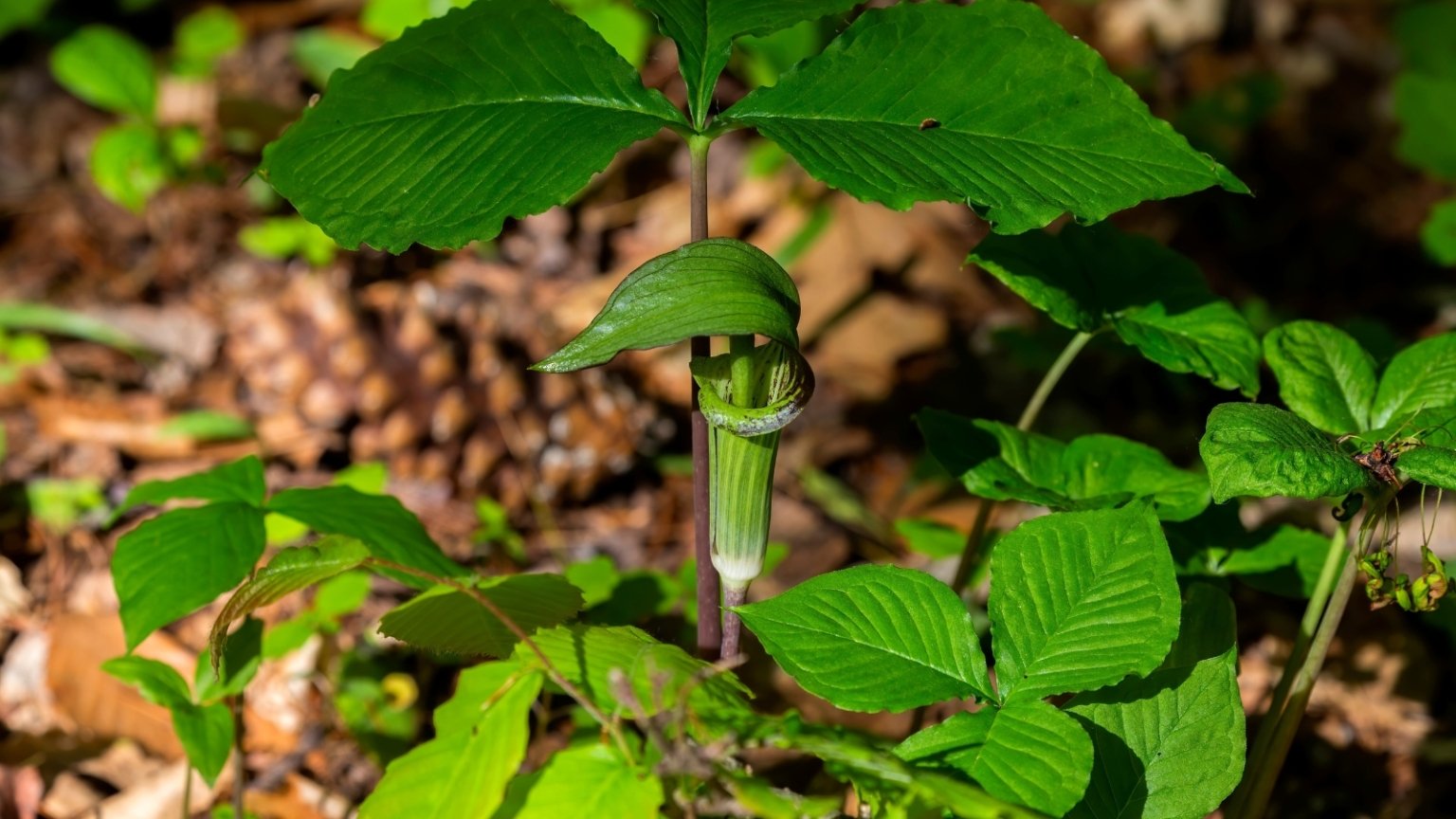 17 Spring Ephemeral Wildflowers Native to the Northeast