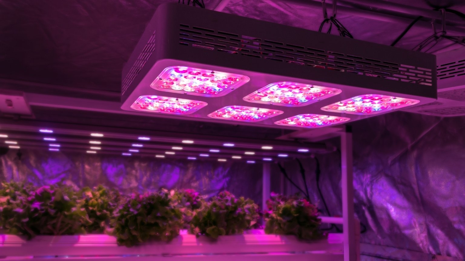 A Beginner's Guide to Grow Lights