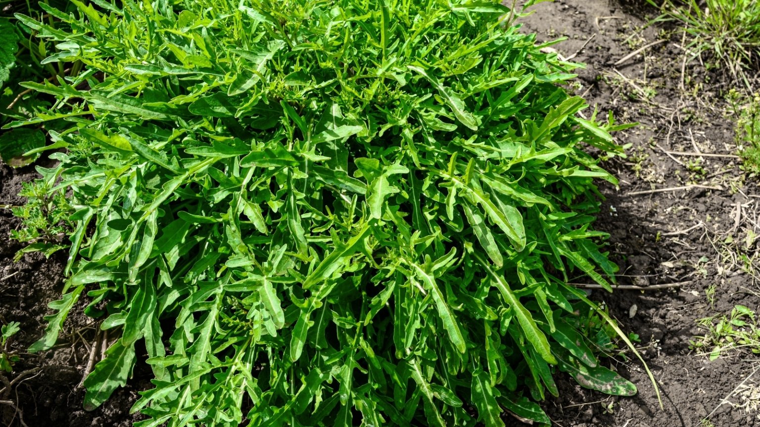 How to Plant, Grow, and Care for Arugula