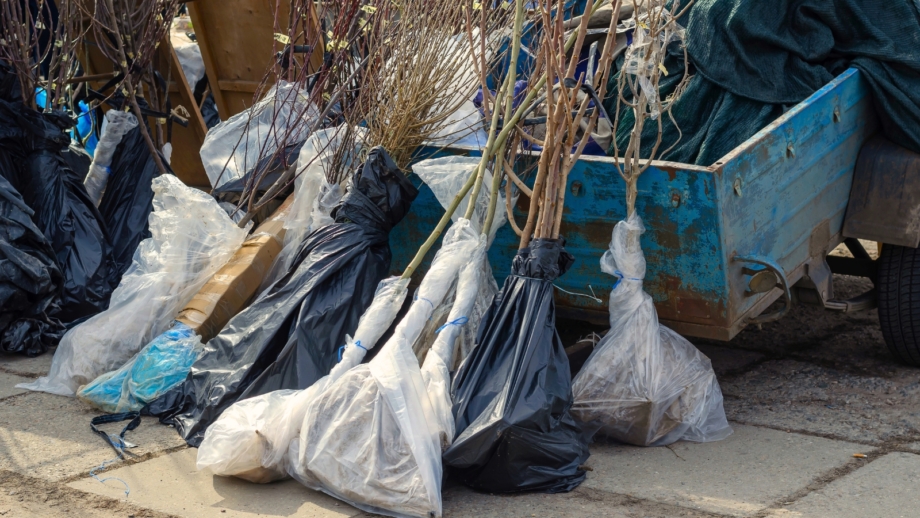 How to Take Care of Bare-Root Plants Until Planting Time