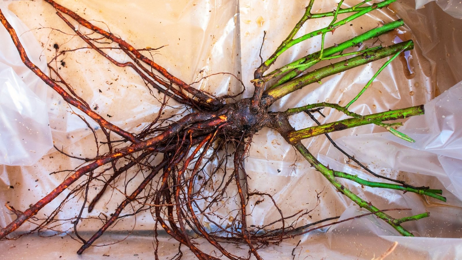 How to Take Care of Bare-Root Plants Until Planting Time