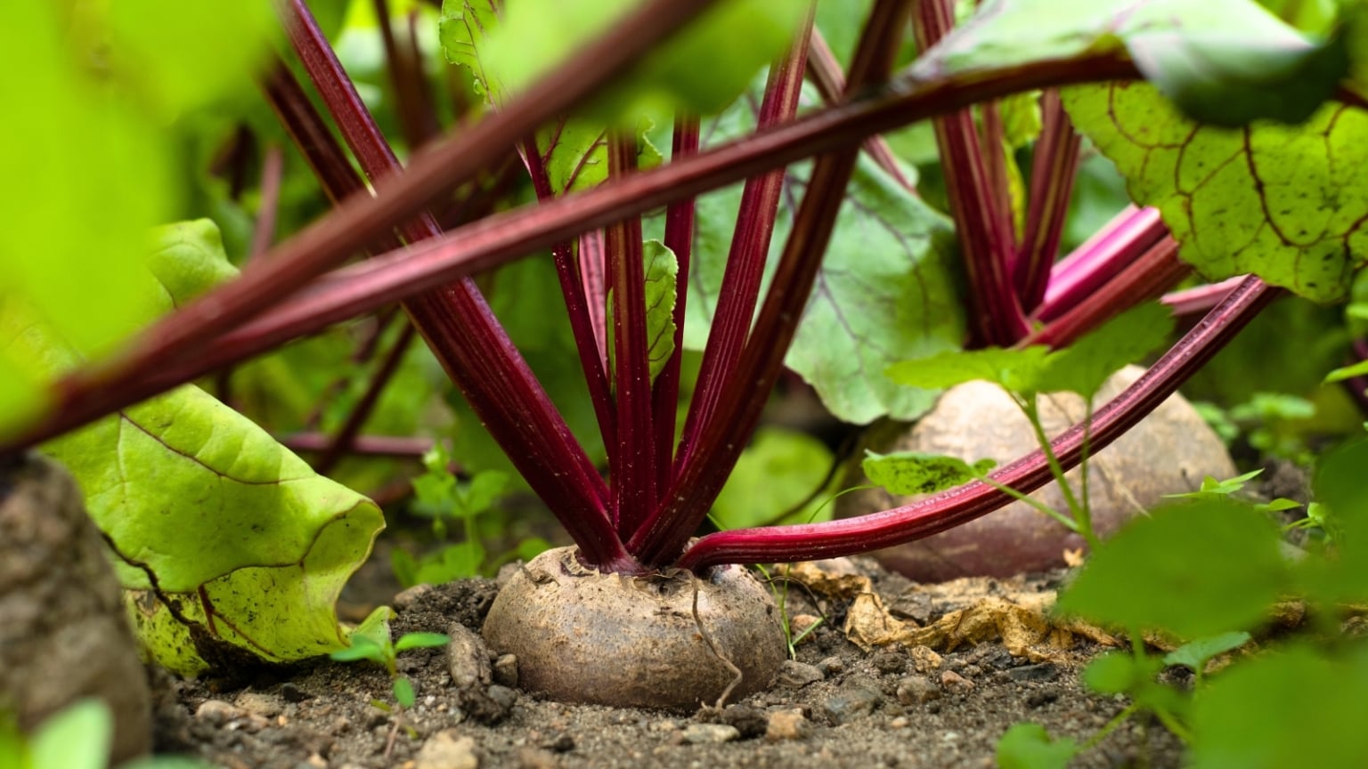 26 Types Of Beet You Need To Grow