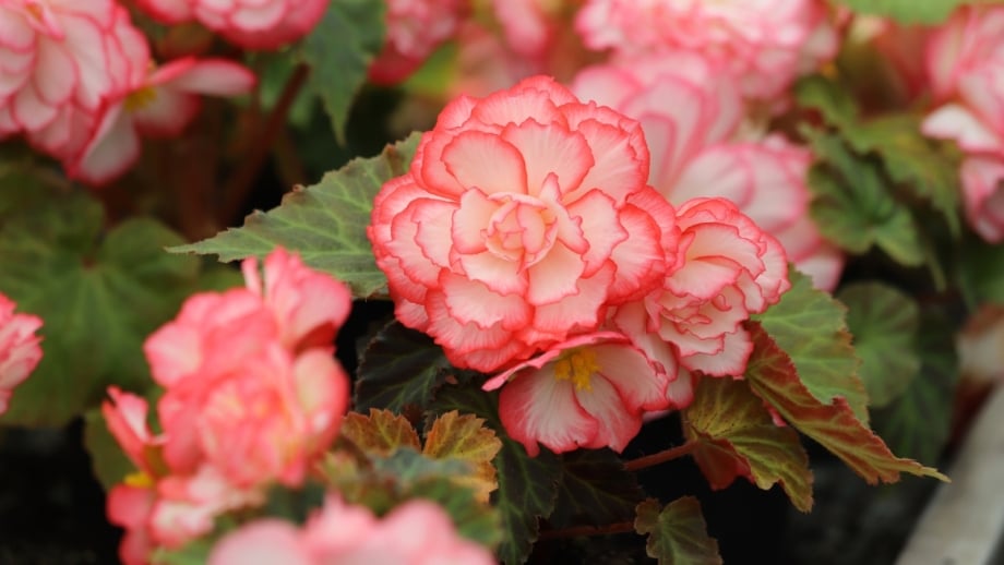 How to Plant, Grow, and Care for Tuberous Begonias