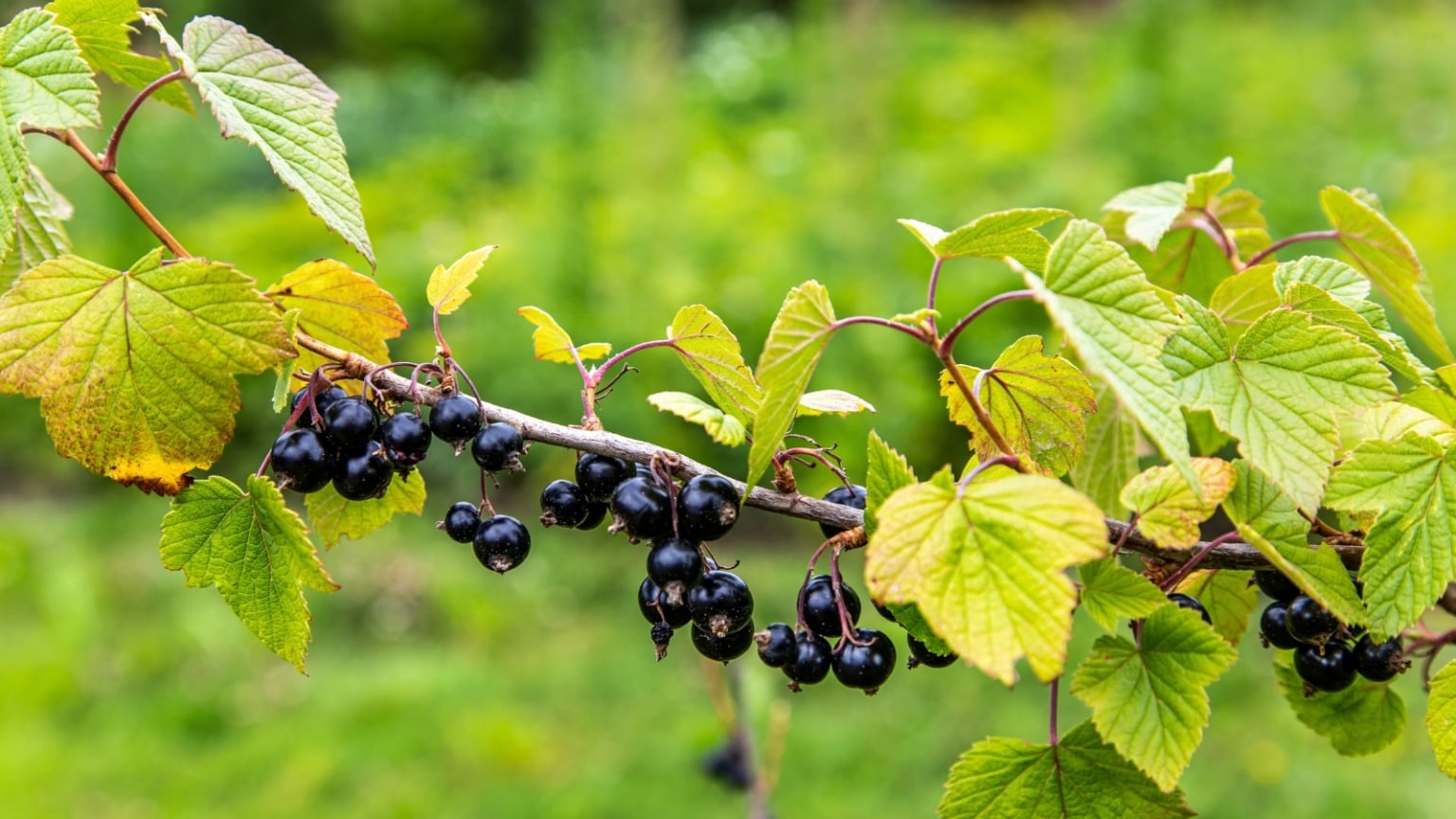 How to Plant, Grow, and Care for Currants