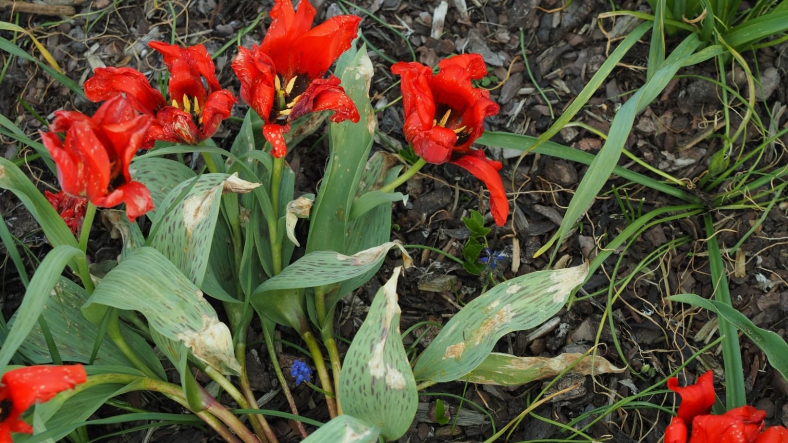 What to Do With Indoor Flowering Bulbs After They Bloom