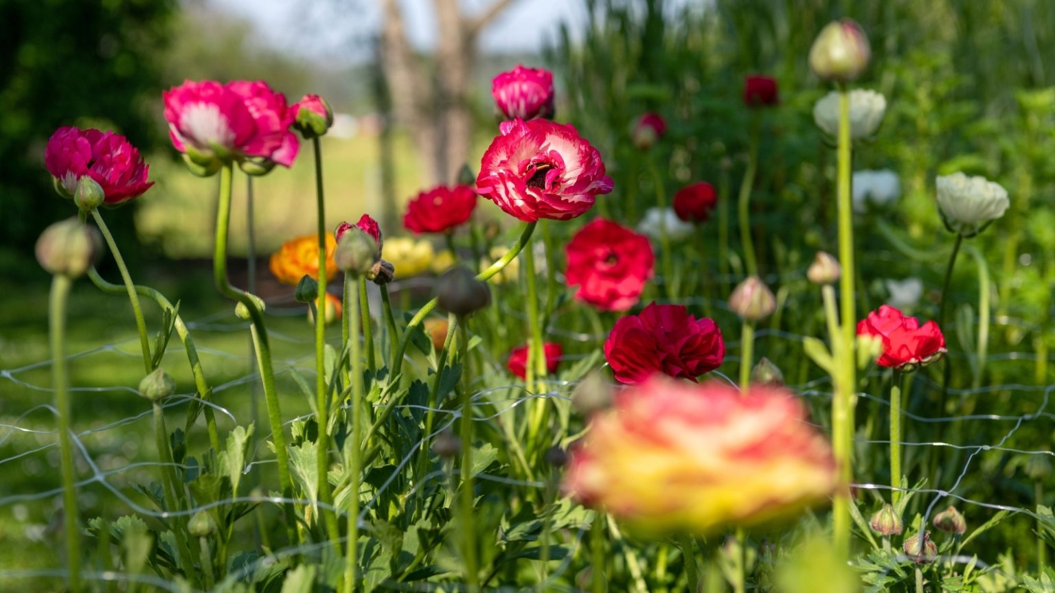 Growing Ranunculus From Corms: 9 Pro Tips and Tricks