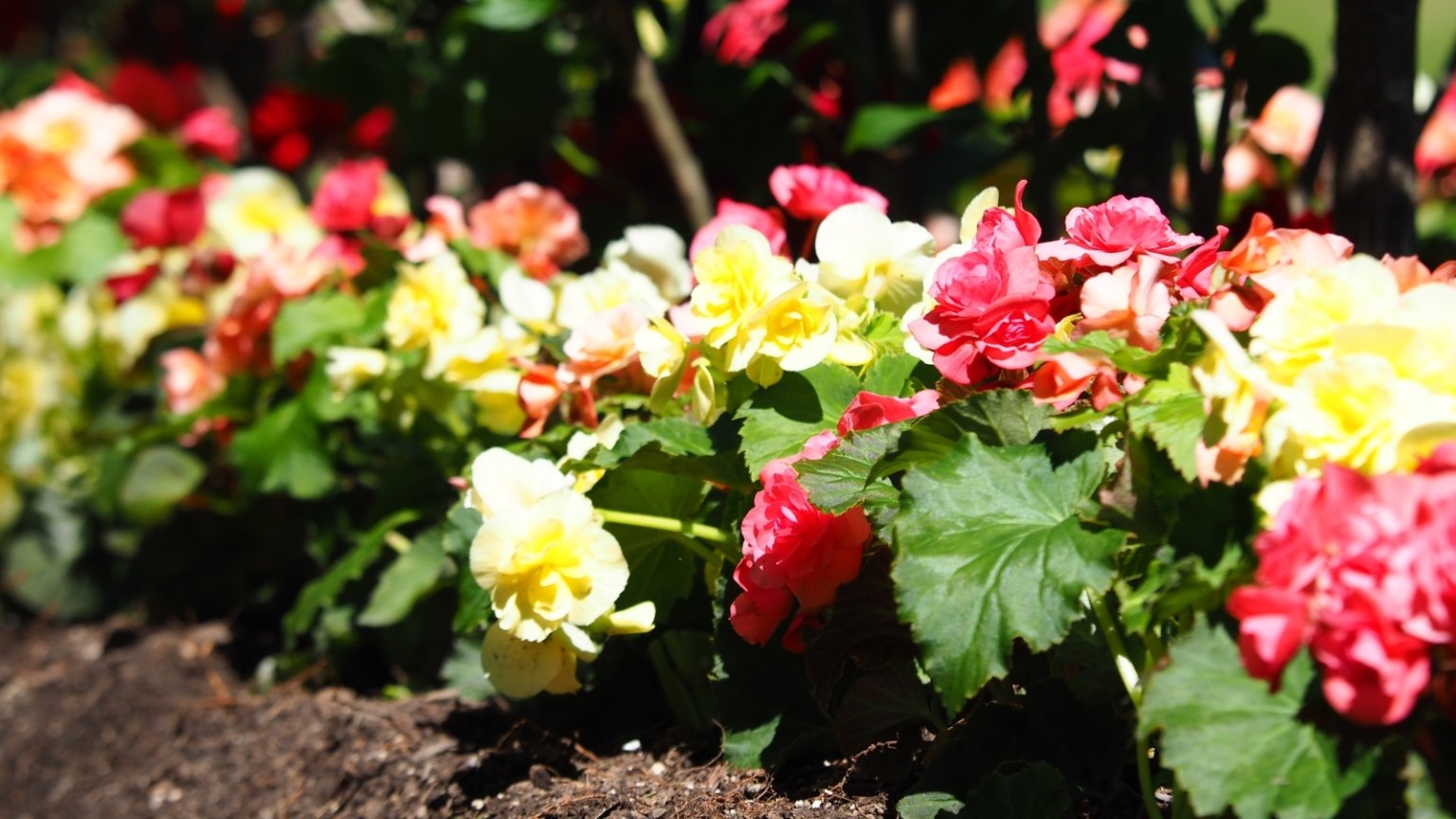 How to Plant, Grow, and Care for Tuberous Begonias