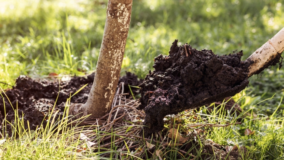 Grow Your Fruit Trees Faster With This One Trick