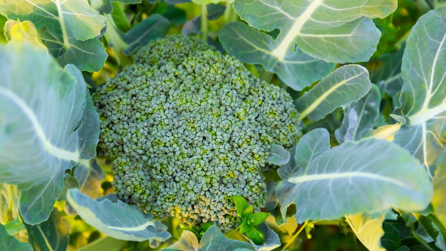 What To Plant In A Fall Garden - 15 Best Options