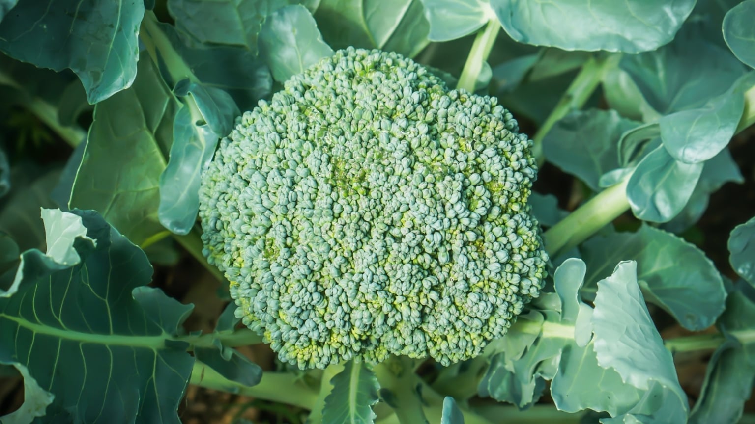 11 Survival Garden Crops to Grow from Seed in February
