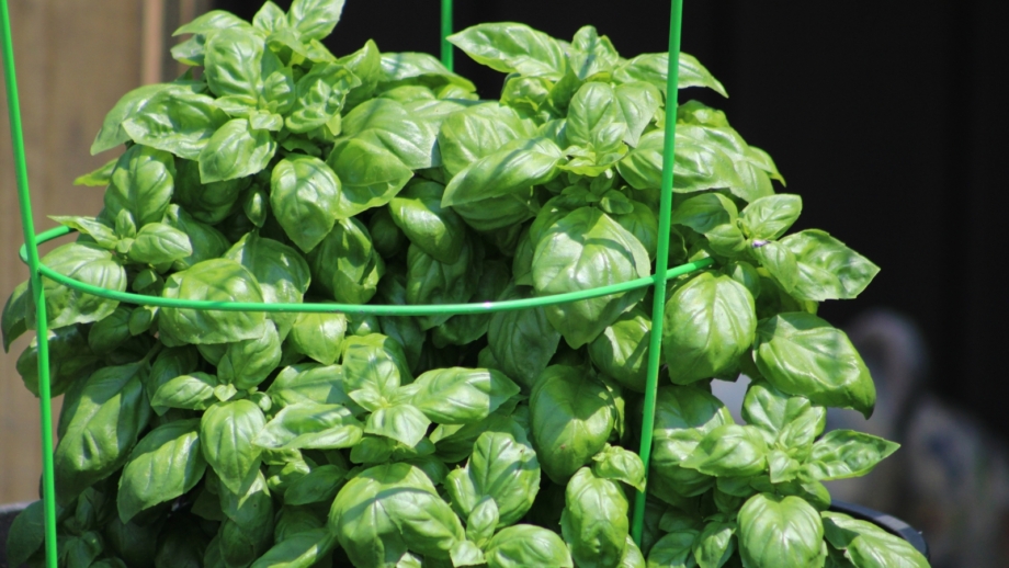 Plant These 15 Garden Crops in May