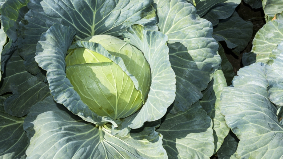 13 Vegetables to Direct Sow in August for Fall Harvest