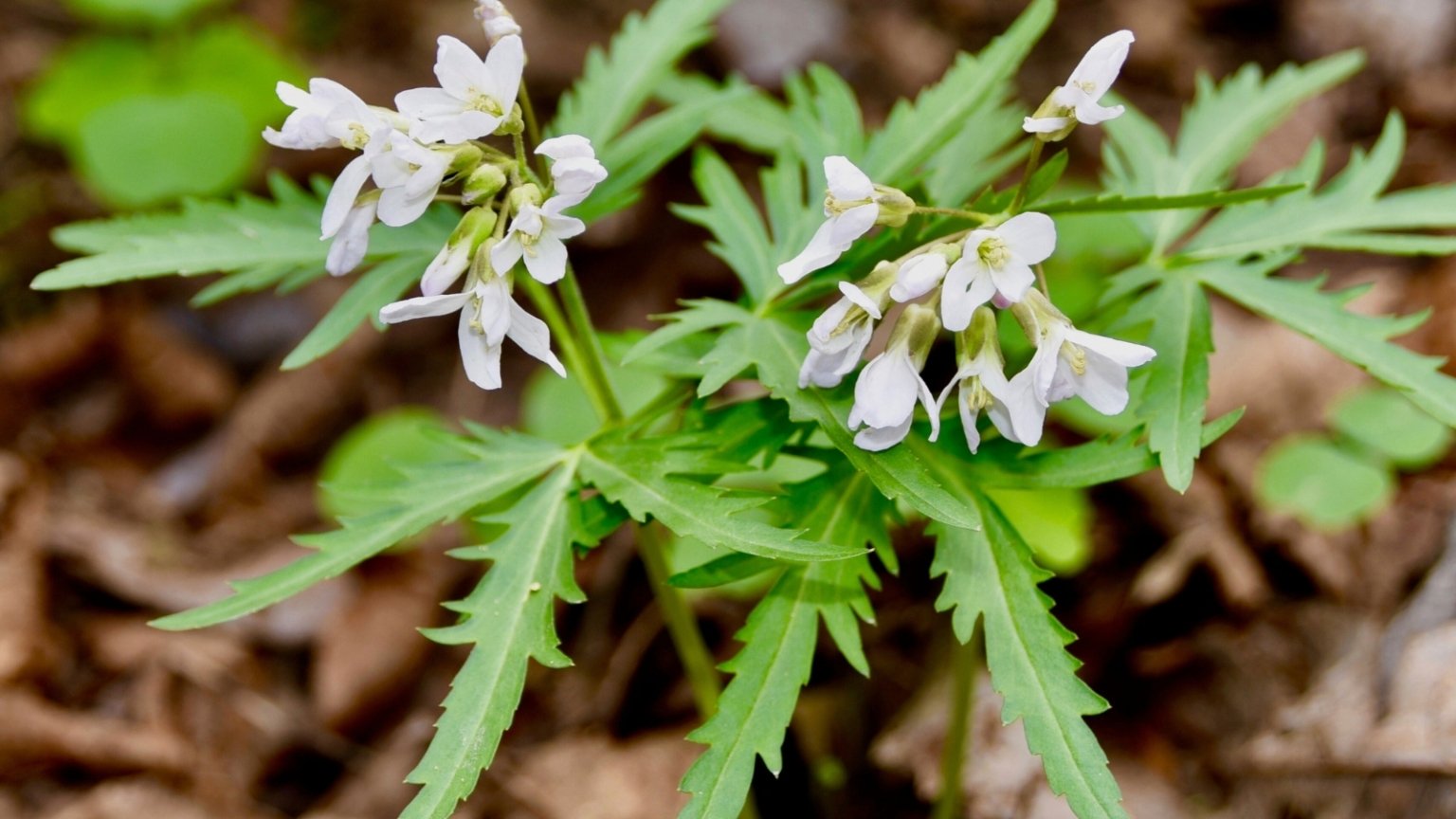 17 Spring Ephemeral Wildflowers Native to the Northeast