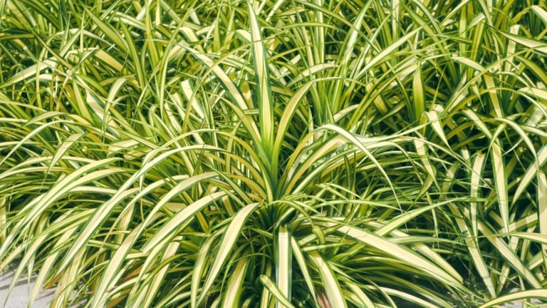 15 Evergreen Grasses for Your Landscape