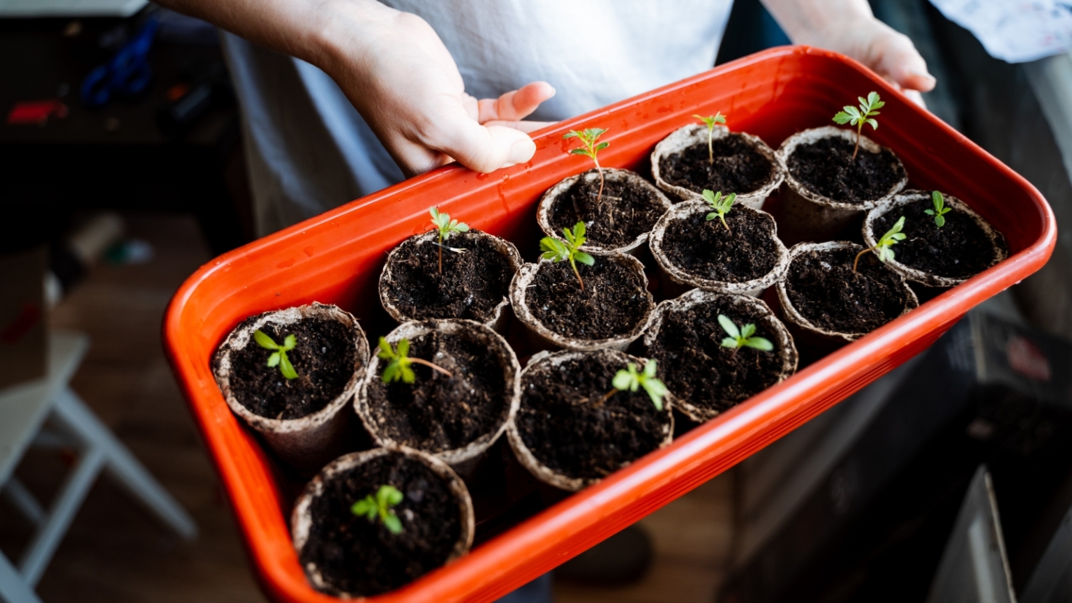 How to Grow Moonflowers from Seed in 7 Easy Steps