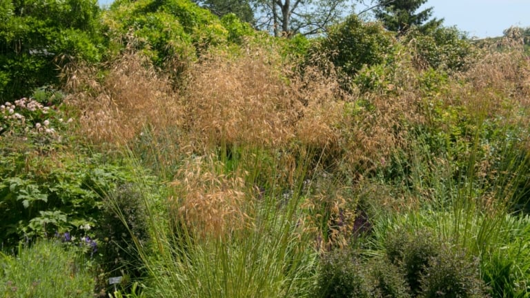 15 Evergreen Grasses for Your Landscape