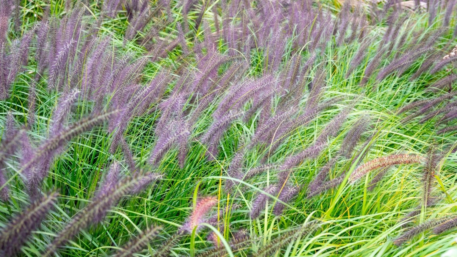 15 Evergreen Grasses for Your Landscape