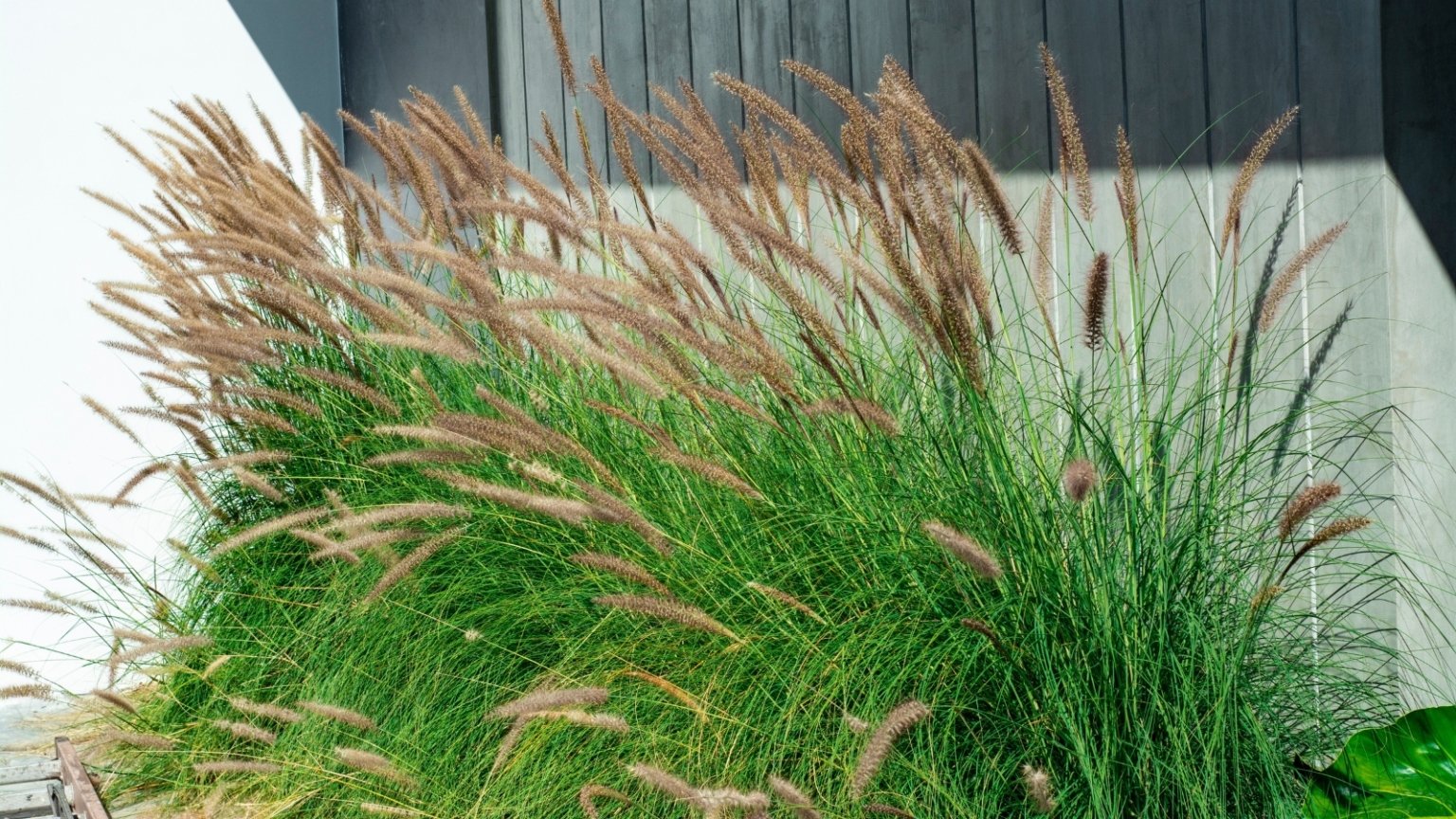 15 Evergreen Grasses for Your Landscape