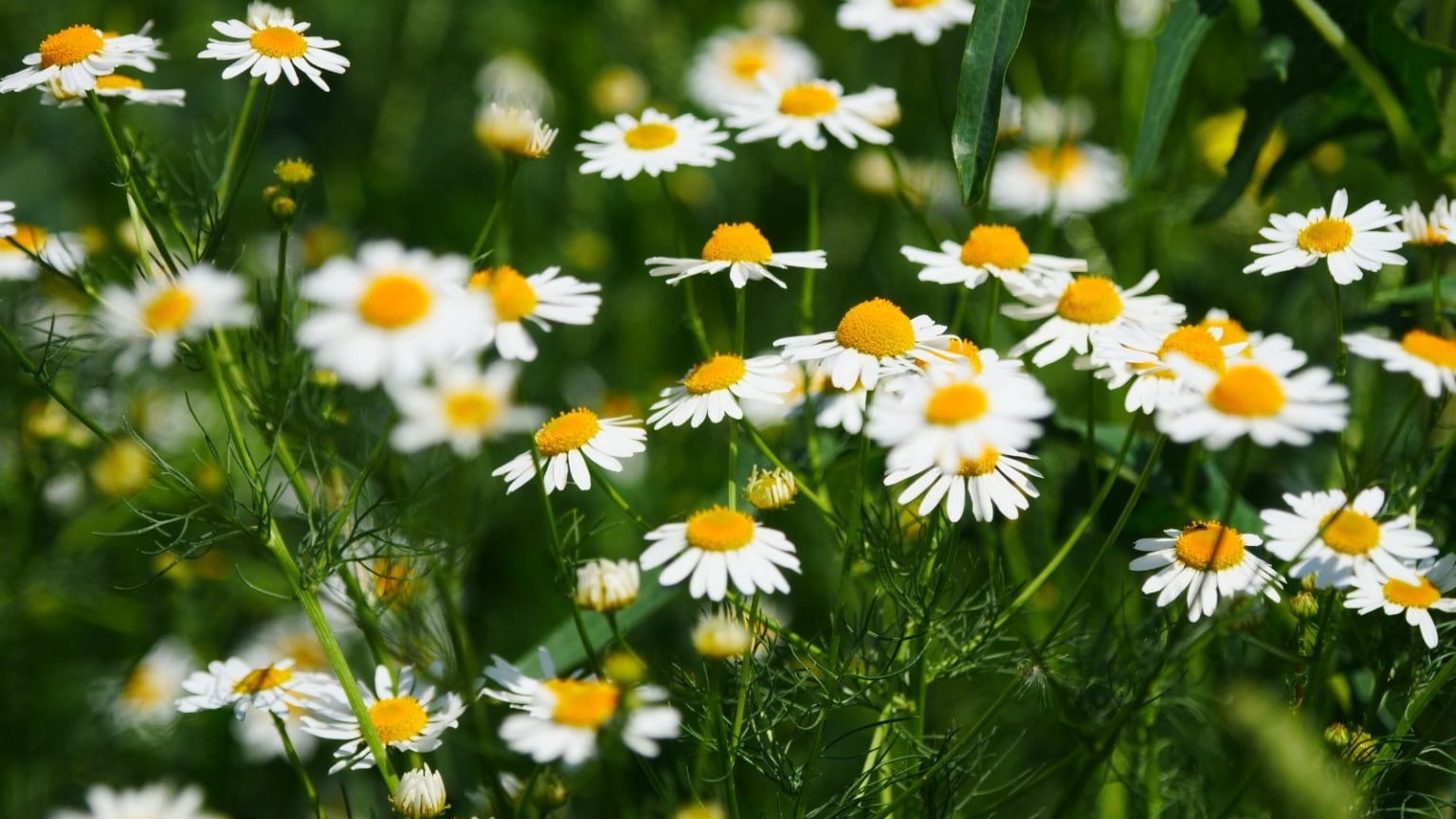 59 Short Perennial Plants For Garden Edges and Borders