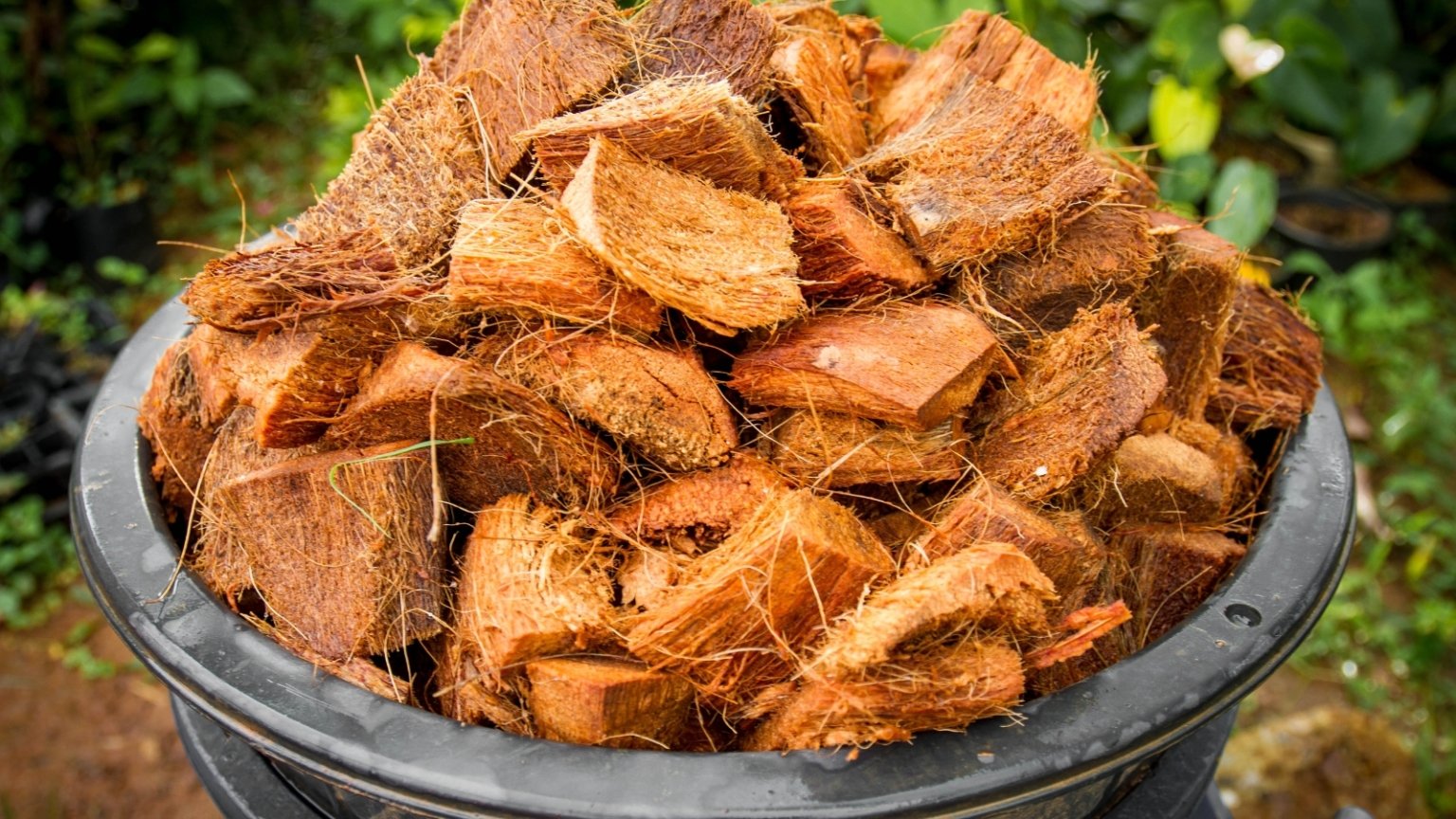 13 Pros and Cons of Coconut Coir Mulch