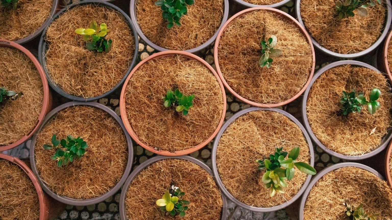 13 Pros and Cons of Coconut Coir Mulch