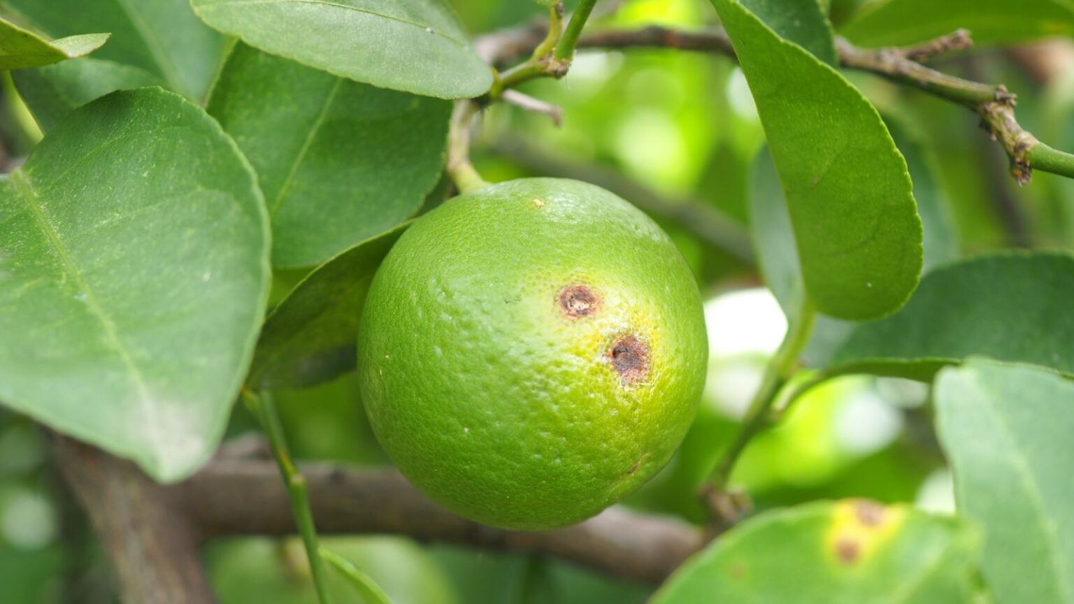 7 Lemon Tree Diseases: Causes and Cures