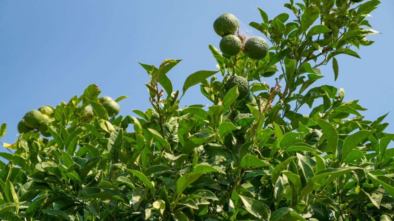 7 Lemon Tree Diseases: Causes and Cures