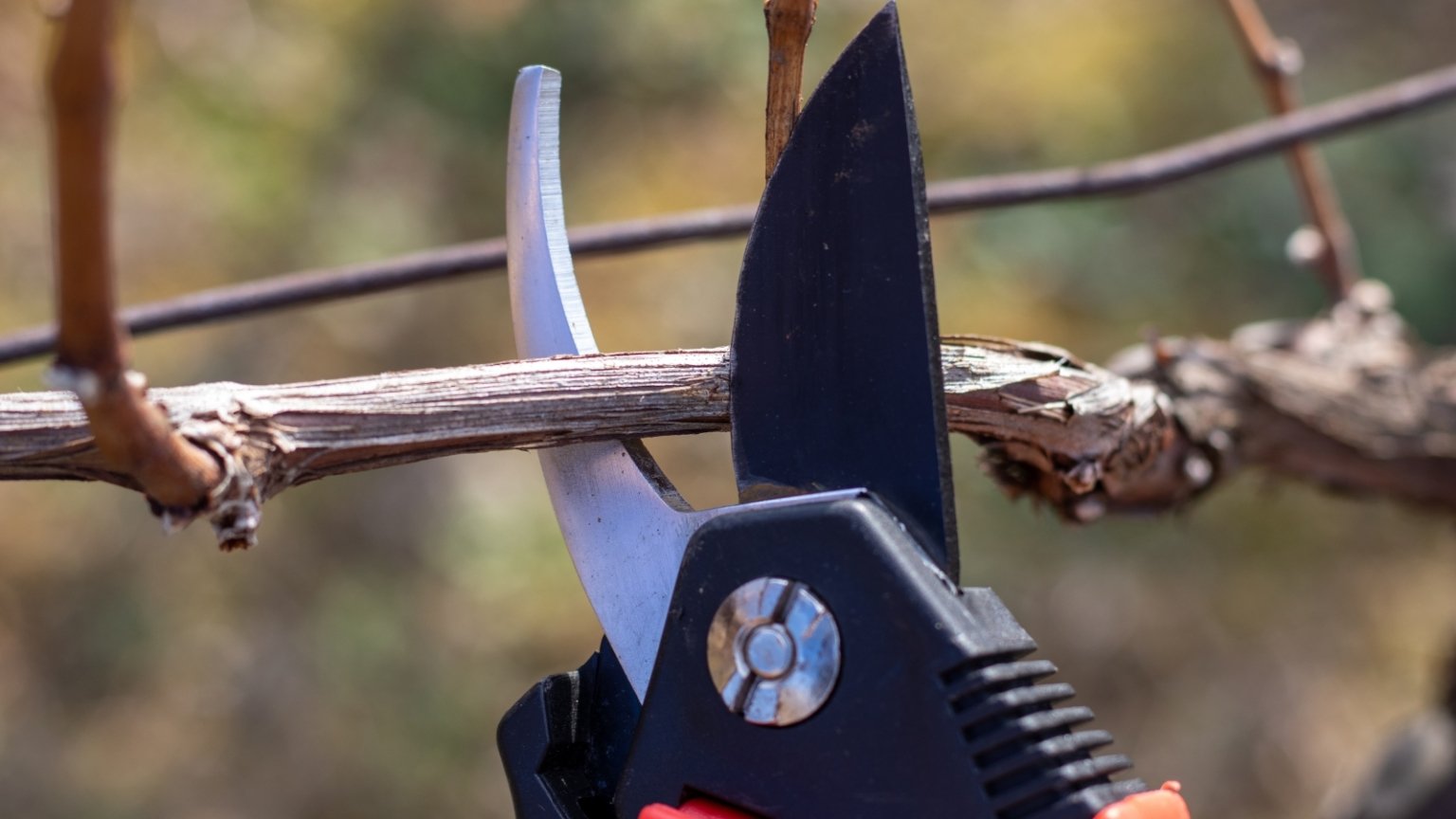 How and When to Prune Grapevines for Healthy New Growth