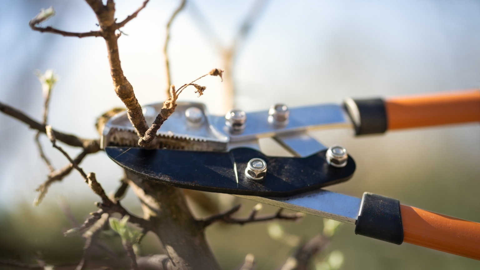 Why and How to Winter Prune Fruit Trees