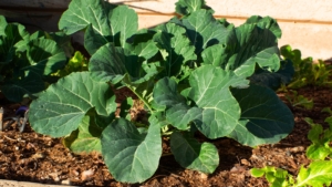 Rye Cover Crop: Winter Ground Covers