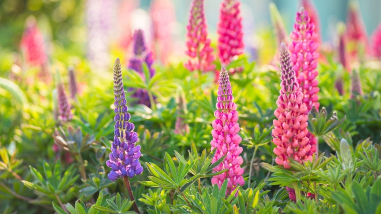 How To Winter Sow Lupine: 5 Pro Tips