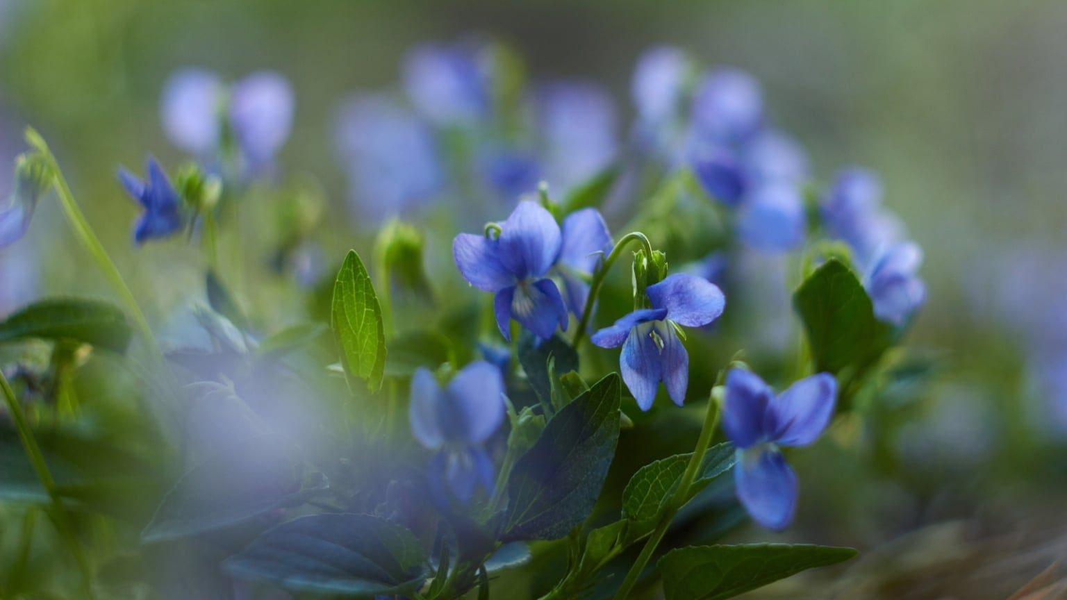 15 Short and Showy Native Plants for Home Gardens