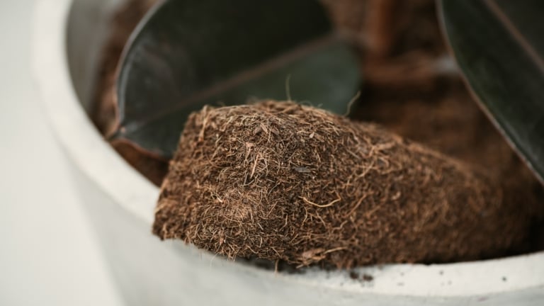 13 Pros and Cons of Coconut Coir Mulch