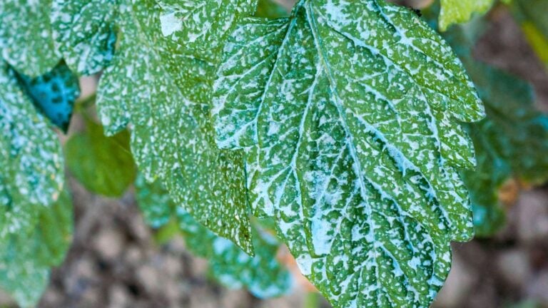 How to Identify, Treat, and Prevent Rust Fungus on Plants