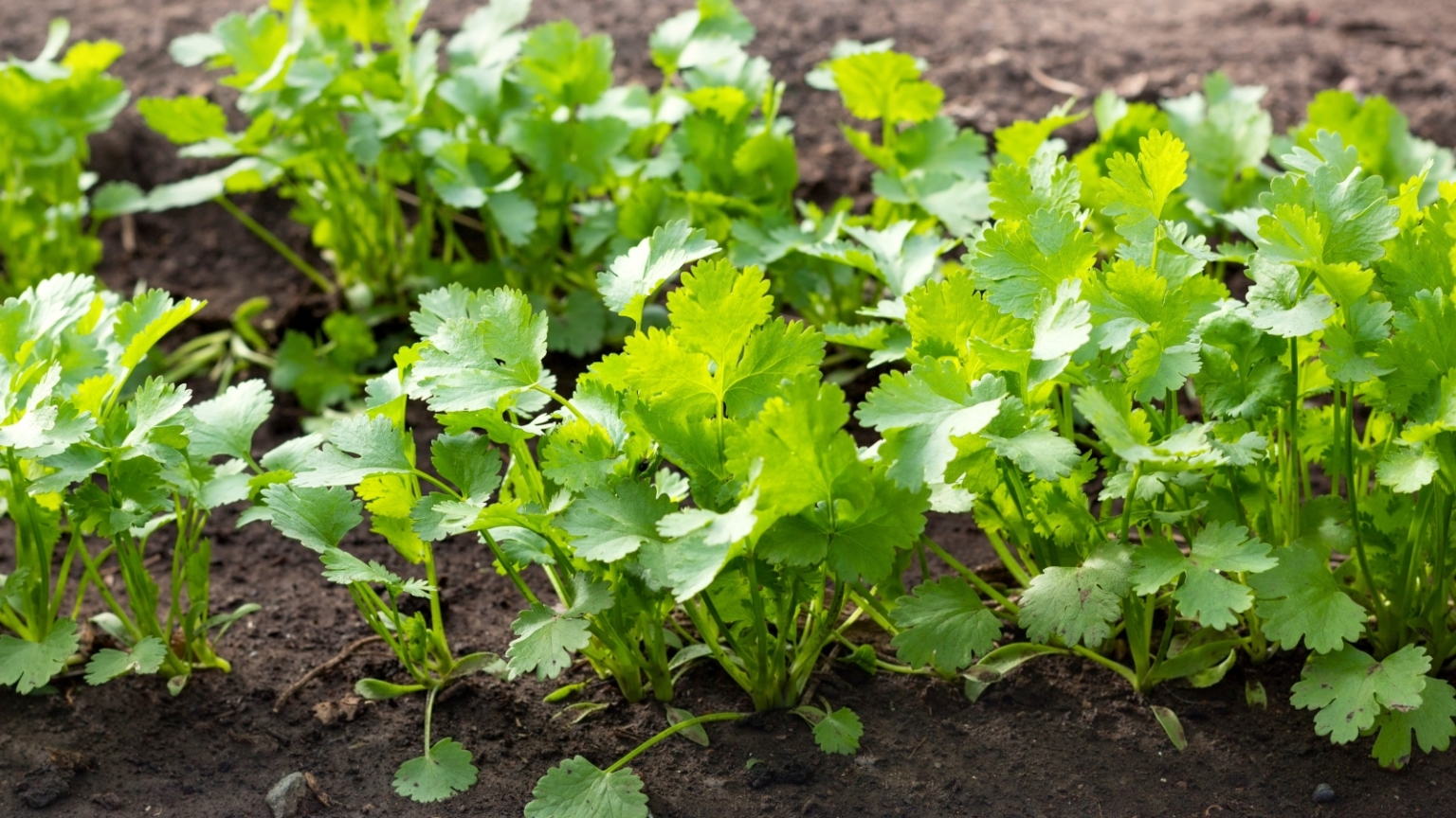 9 Herbs to Winter Sow in February