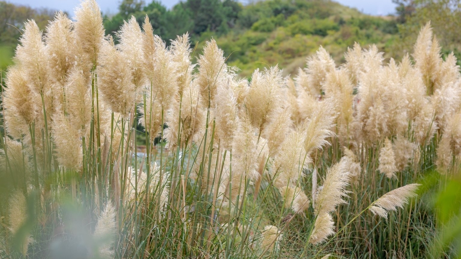 15 Evergreen Grasses for Your Landscape