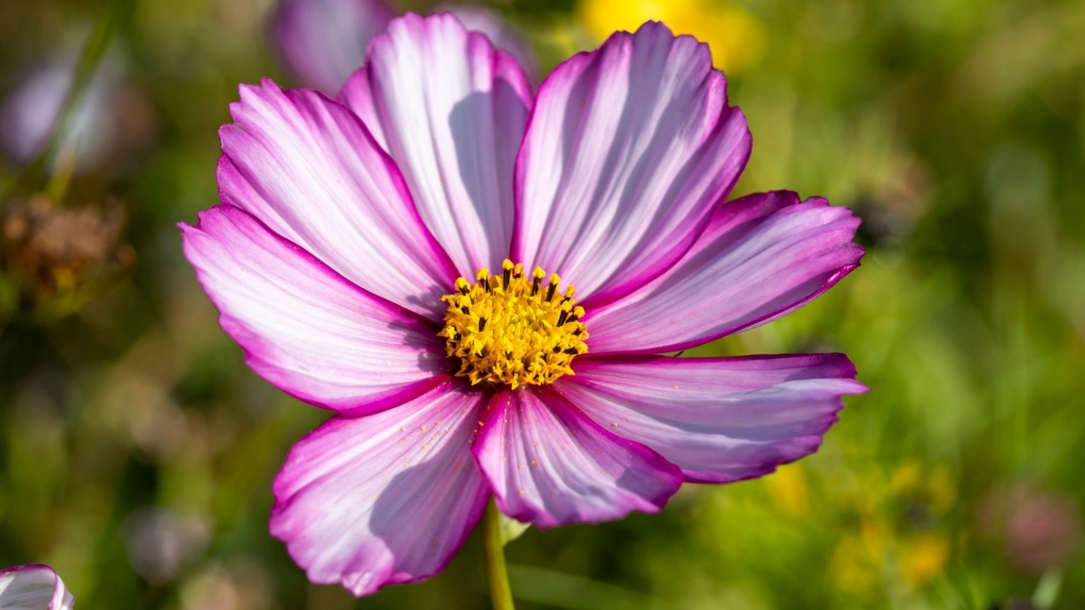 13 Unexpected Cosmos Colors to Grow in Your Garden This Year