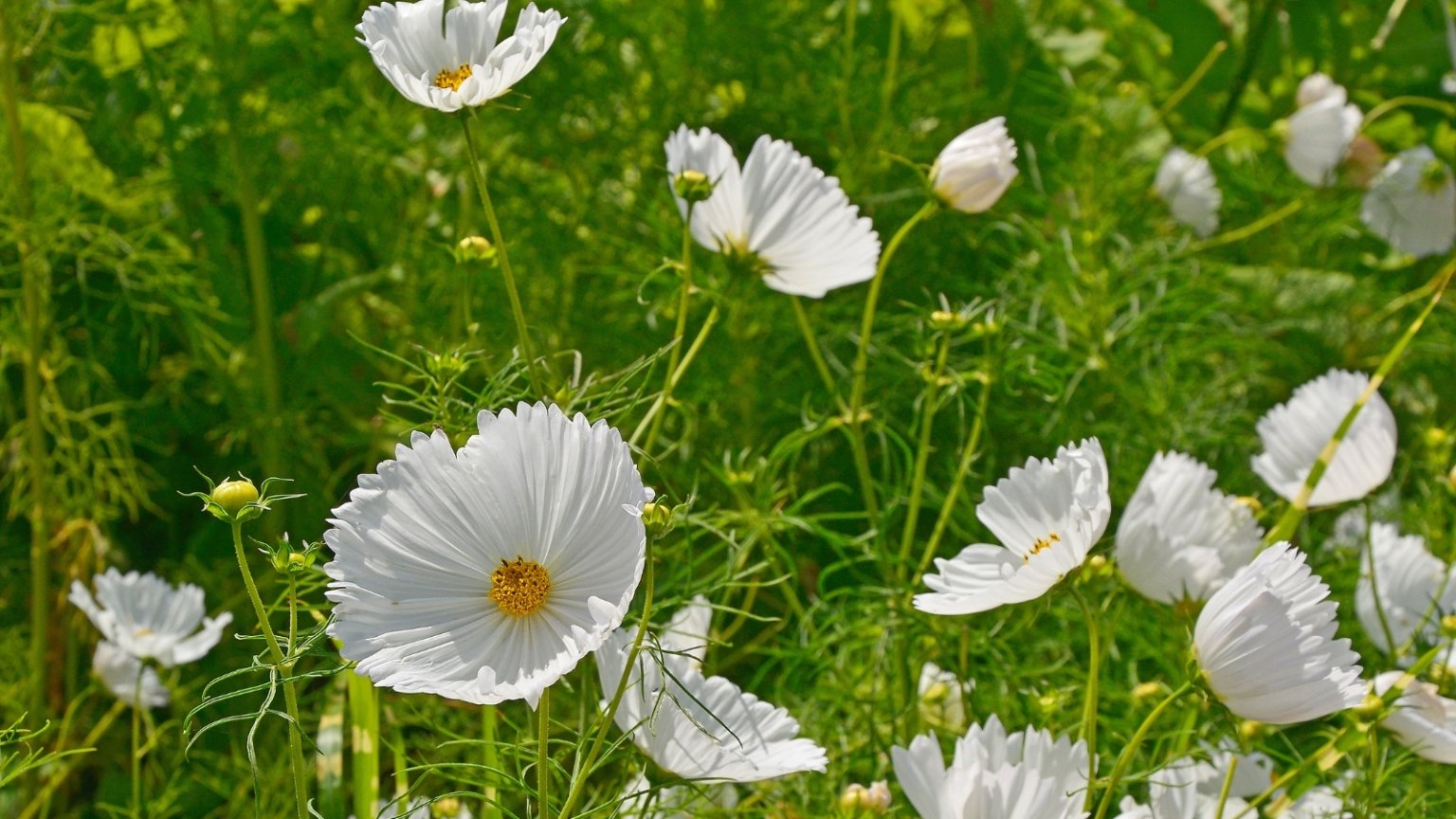 13 Unexpected Cosmos Colors to Grow in Your Garden This Year
