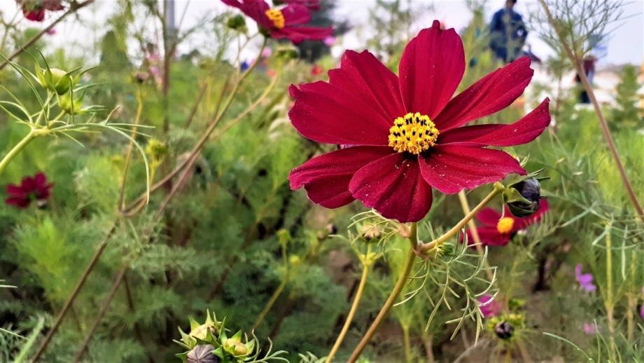 13 Unexpected Cosmos Colors to Grow in Your Garden This Year