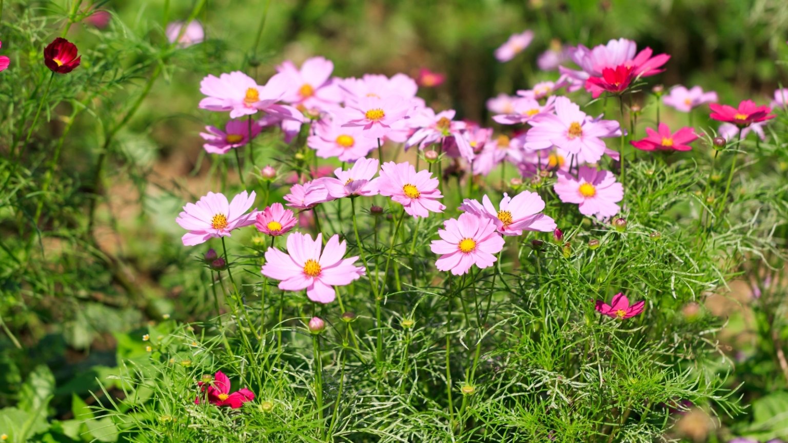 13 Unexpected Cosmos Colors to Grow in Your Garden This Year
