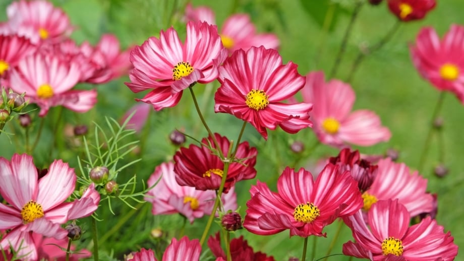 13 Unexpected Cosmos Colors to Grow in Your Garden This Year