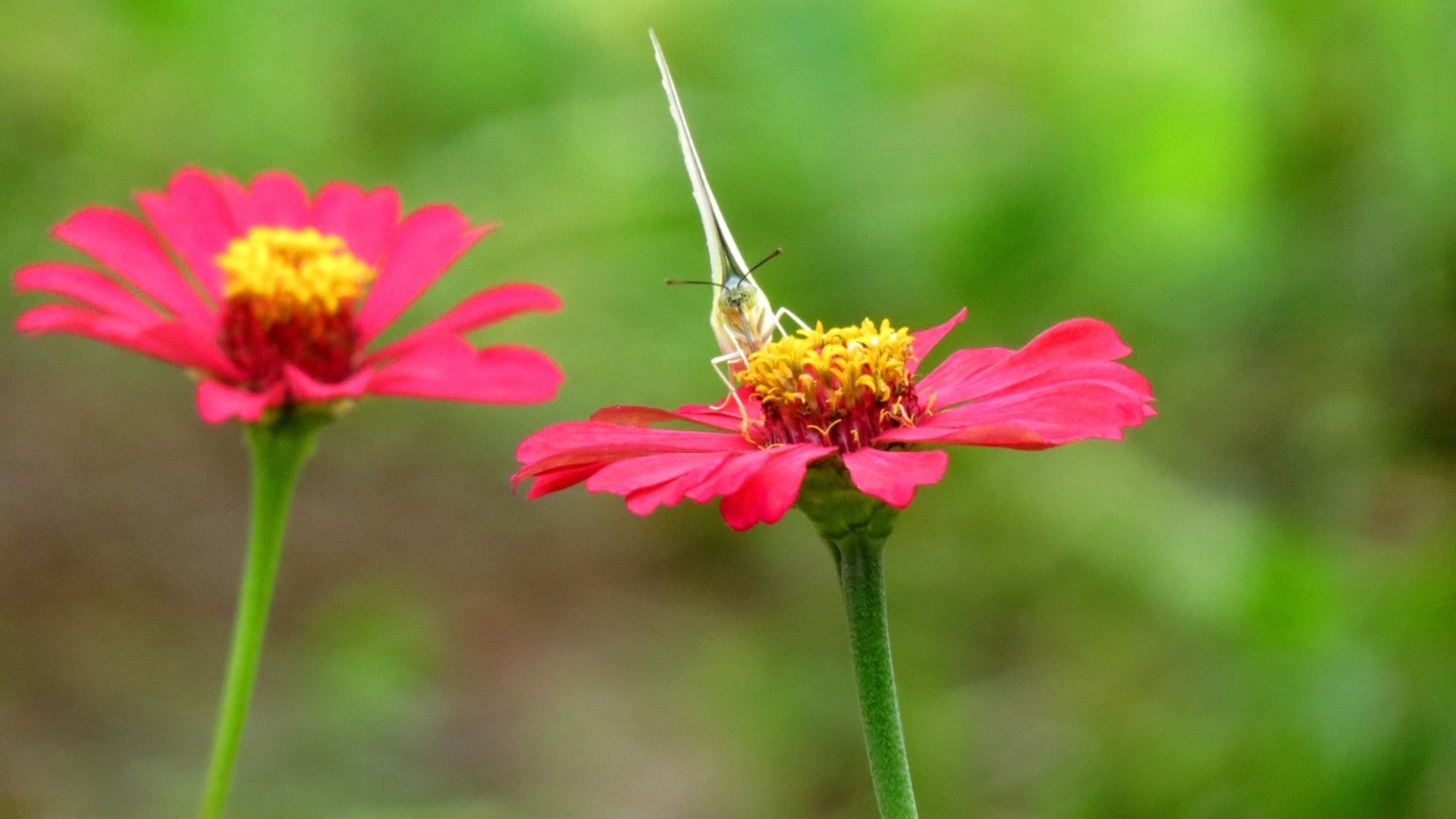 13 Unexpected Cosmos Colors to Grow in Your Garden This Year