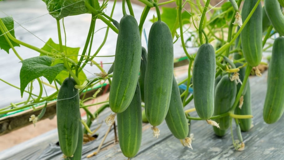 40 Cucumber Varieties You Should Grow