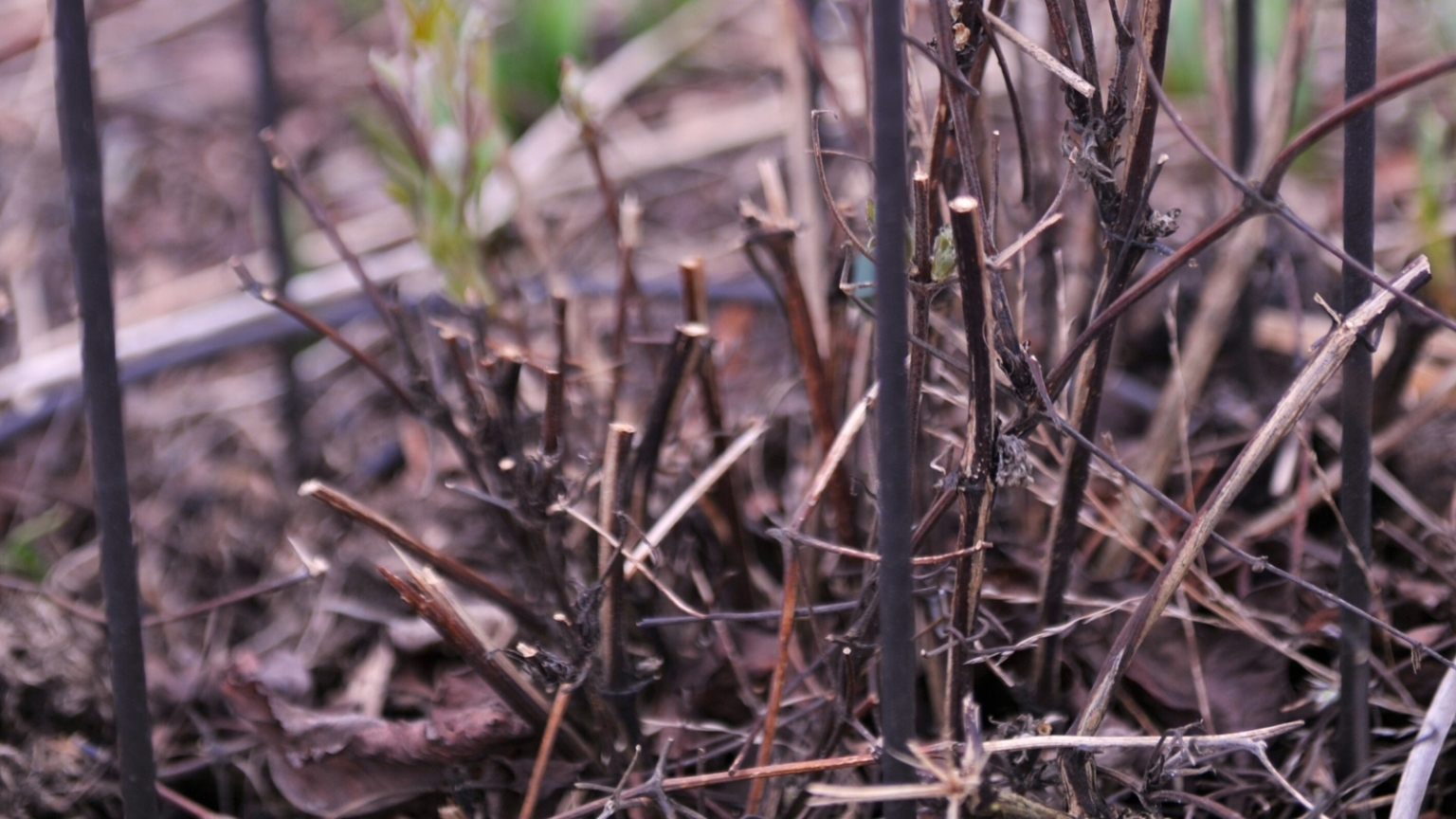 How to Prune Clematis Vines: 7 Pro Tips