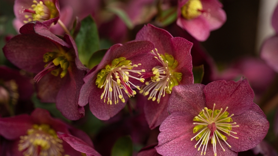 7 Reasons Your Hellebore Plants are Not Blooming