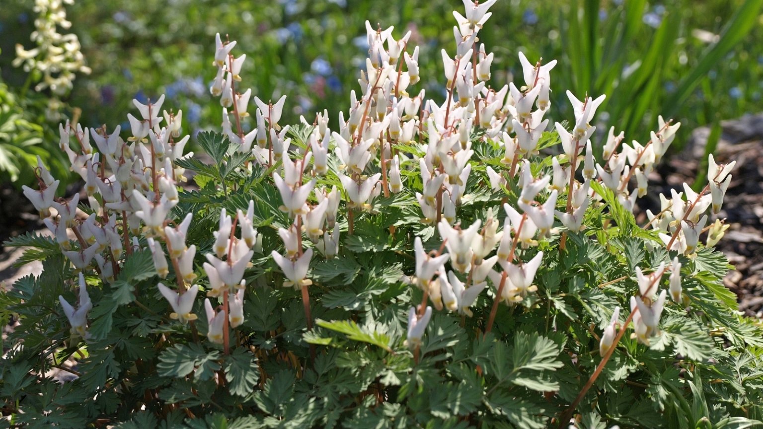 17 Spring Ephemeral Wildflowers Native to the Northeast