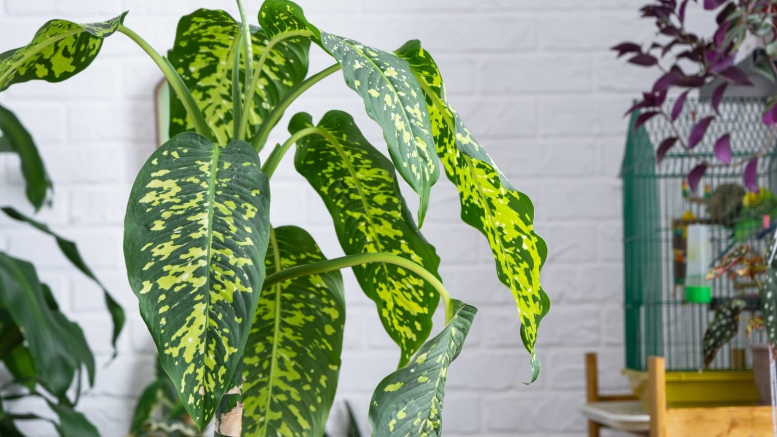 17 Stunning Dieffenbachia Varieties to Grow Indoors