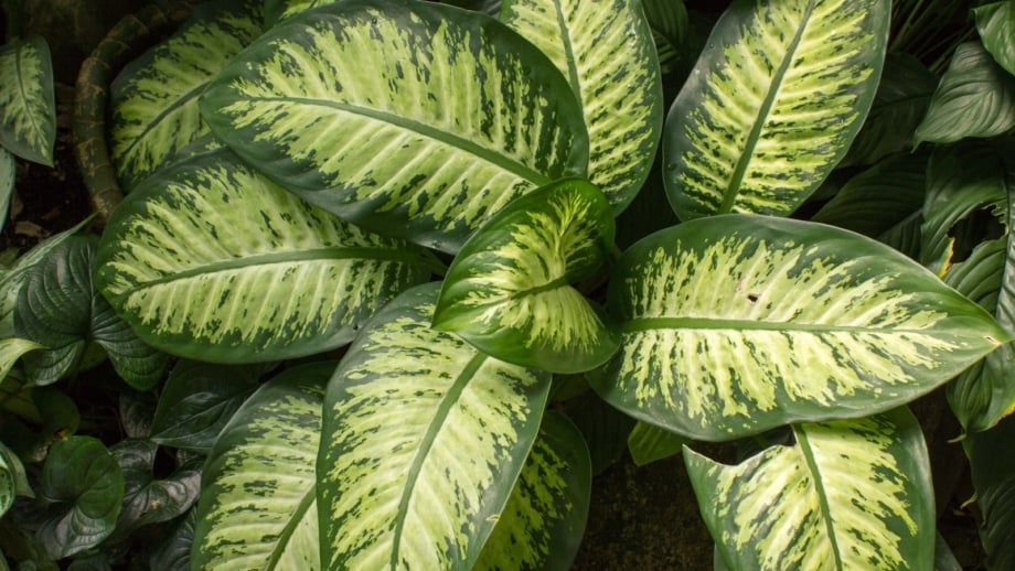 17 Stunning Dieffenbachia Varieties to Grow Indoors