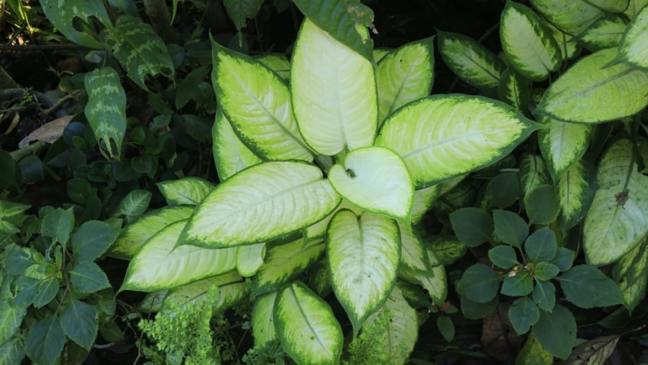 17 Stunning Dieffenbachia Varieties to Grow Indoors