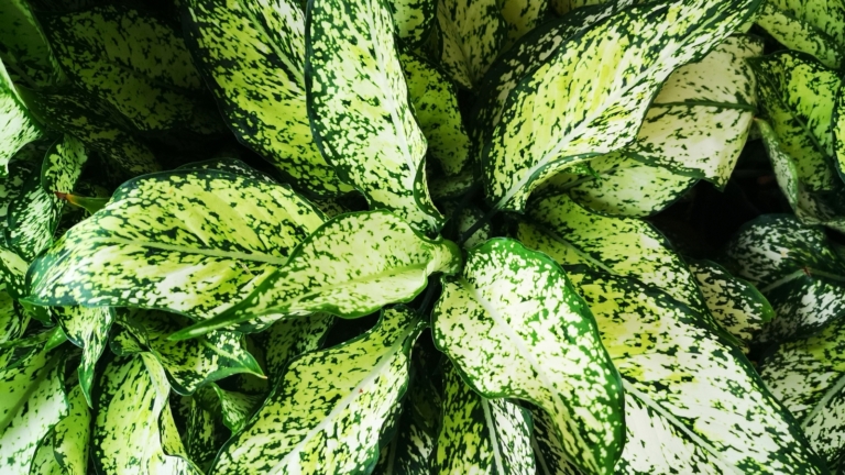 17 Stunning Dieffenbachia Varieties to Grow Indoors
